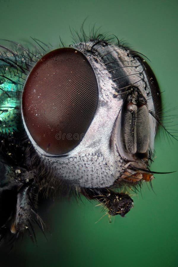 Micrograph of the Head of a Fly Stock Photo - Image of stacking, head ...