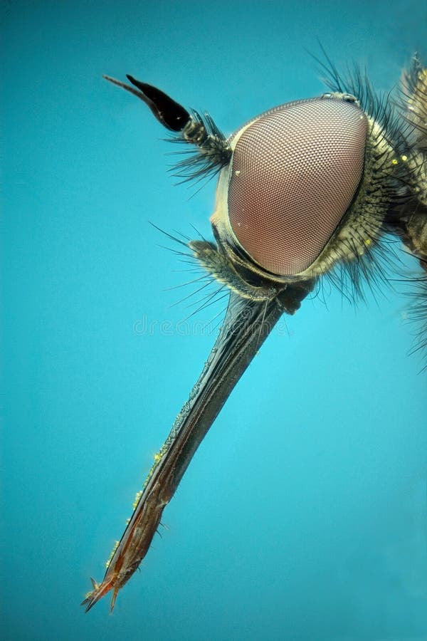 Micrograph of the Head of a Fly Stock Photo - Image of head ...