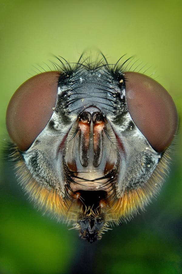 Micrograph of the Head of a Fly Stock Image - Image of eyes, insect ...
