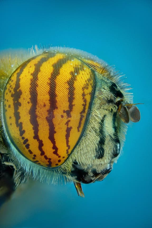 Micrograph of the Head of a Fly Tiger Stock Photo - Image of microscope ...