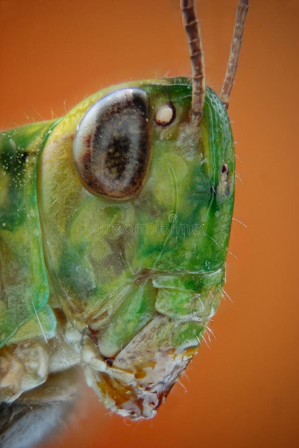 Micrograph of the Head of a Grasshopper Stock Photo - Image of ...