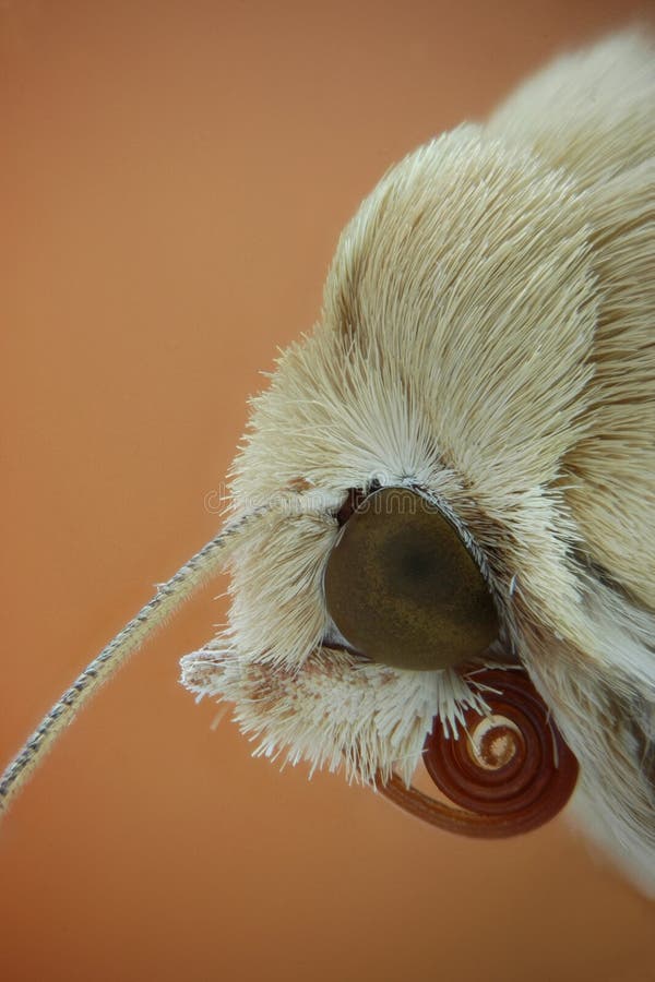 Micrograph of the Head of a Moth Stock Photo - Image of hairs, white ...