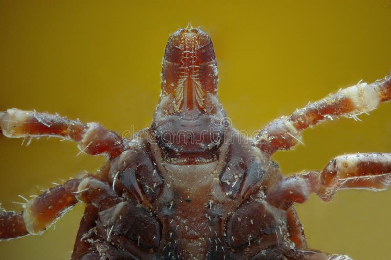 Ticks Under Microscope