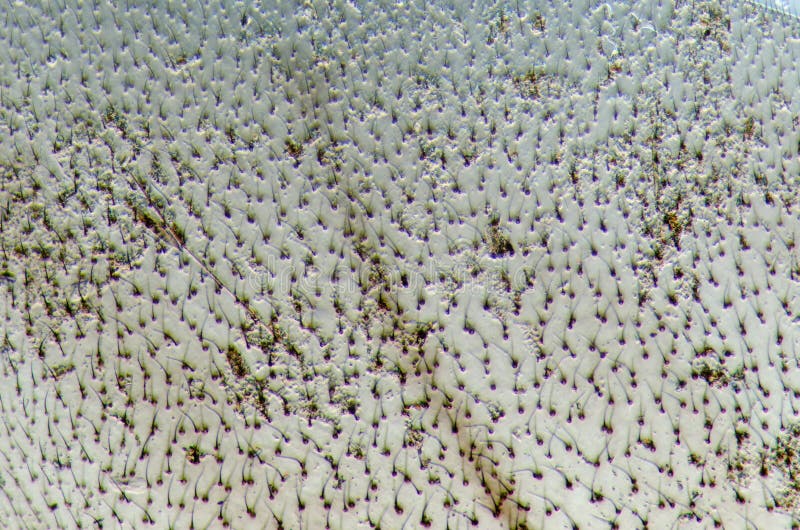 Micrograph Insect Wasp Wing Detail Stock Photo - Image of macro ...