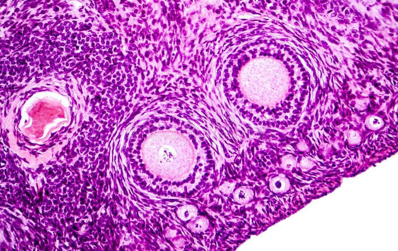 Follicule Primaire D'ovaire Photo stock - Image du ovaire, microscopie ...