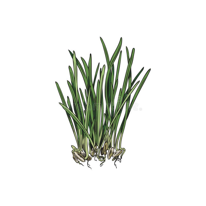 Microgreen. Barley Grass Seedlings Vector Illustration on White ...