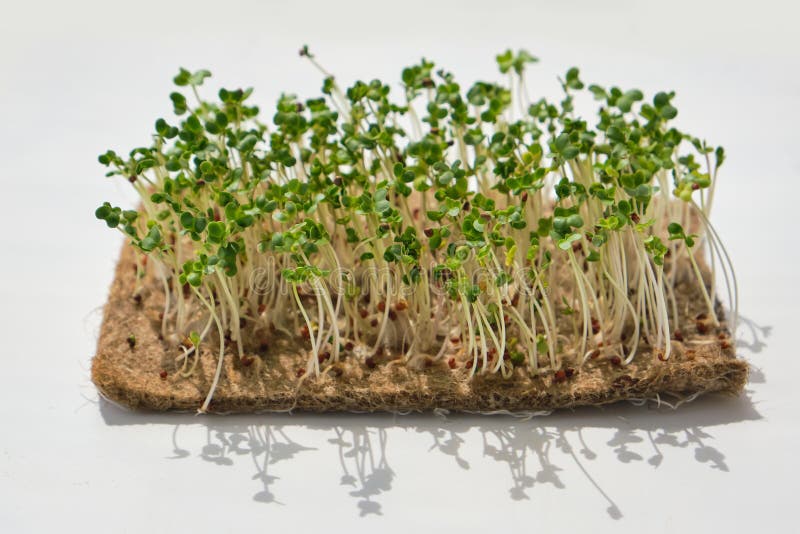 Microgreen Broccoli Growing on a Linen Mat Stock Photo - Image of ...
