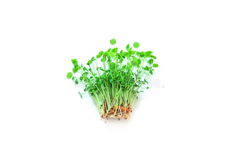 Microgreen Clover Isolate on White Background. Selective Focus Stock ...