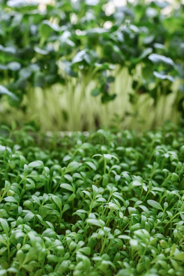 Microgreen of Garden Cress and Daikon Radish Stock Image - Image of ...