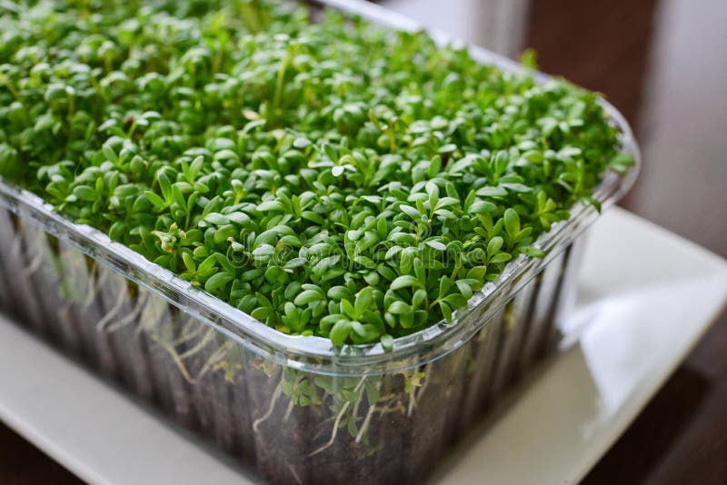 Microgreen of garden cress stock photo. Image of basket - 183206598
