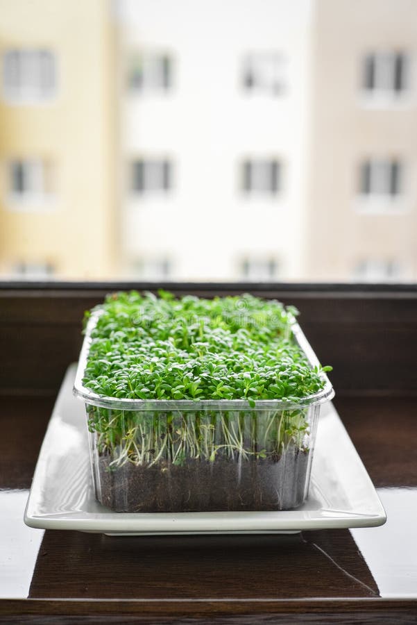 Microgreen of garden cress stock image. Image of seed - 183206605
