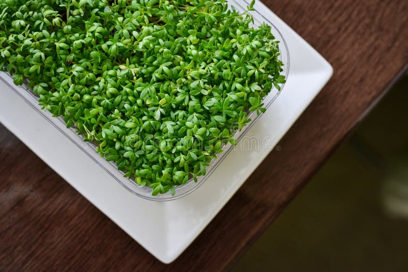 Microgreen of garden cress stock image. Image of basket - 183206535