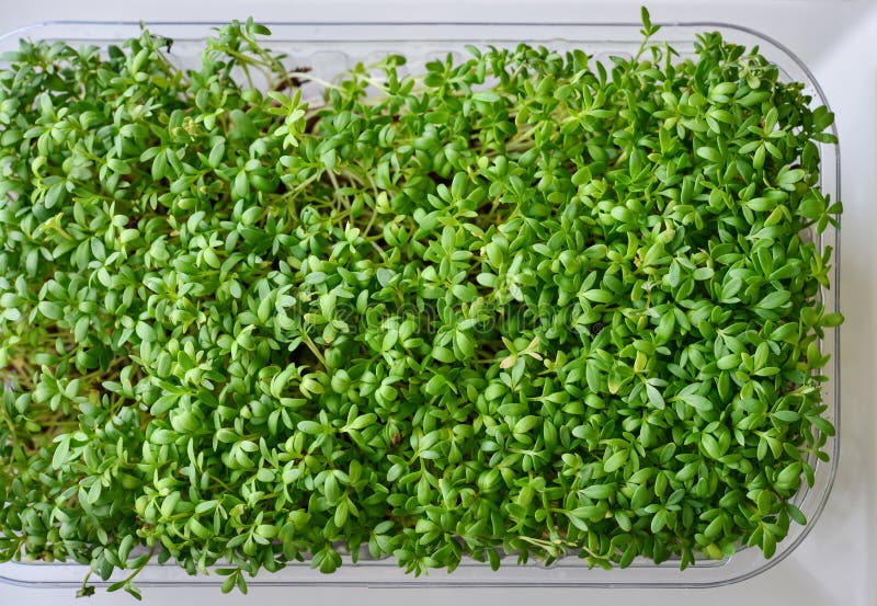Microgreen of garden cress stock image. Image of edible - 183206553