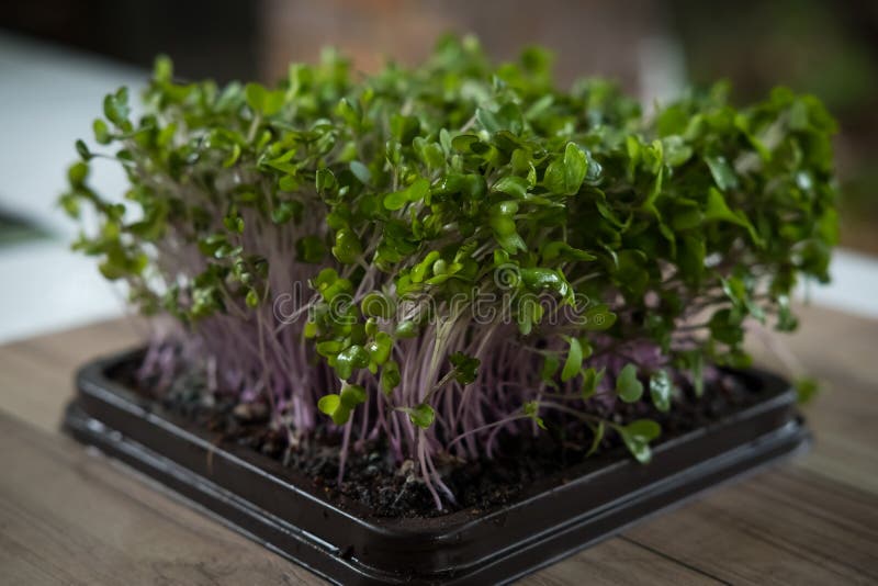 Microgreen stock photo. Image of sapling, fresh, sprout - 111750142