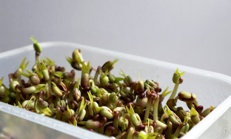 Microgreen. Mung Bean Sprouts Stock Photo - Image of growth, grain ...