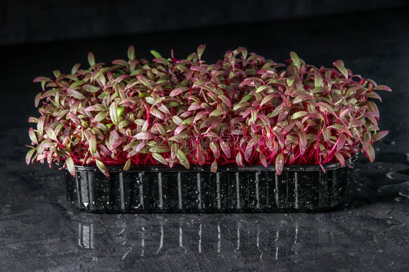 The Microgreen in Plastic Trays.Different Microgreens on Black Slate ...