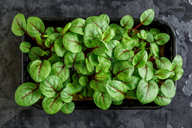 The Microgreen in Plastic Trays.Different Microgreens on Black Slate ...