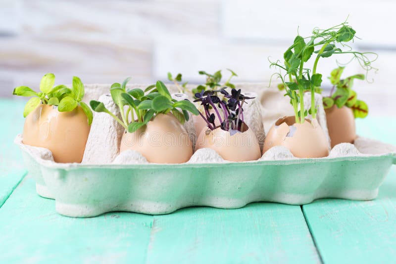 Microgreen Sprouts in Eggshells in a Cardboard Tray. Easter Decorations ...