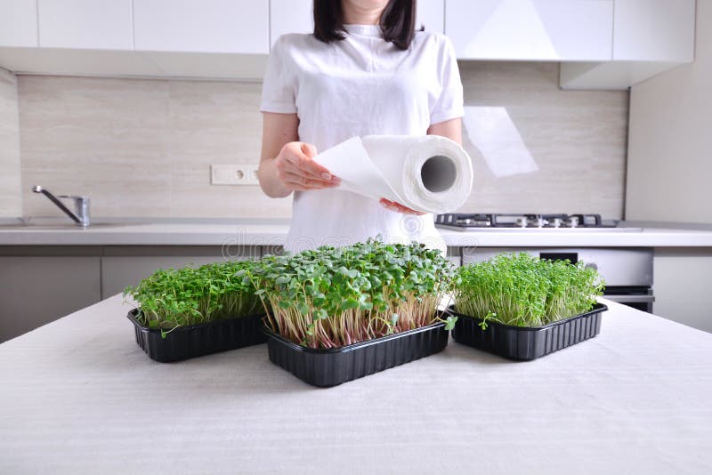 Microgreen Standing on the Modern Kitchen Table. Stock Photo - Image of ...