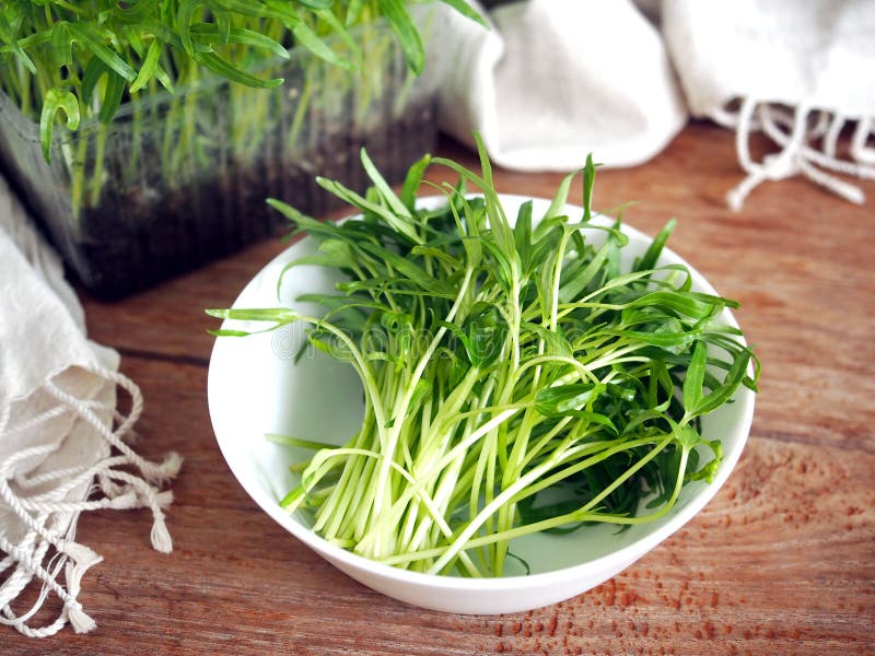 Micro Green Vegetable in Bowl Stock Photo - Image of sprouter, health ...