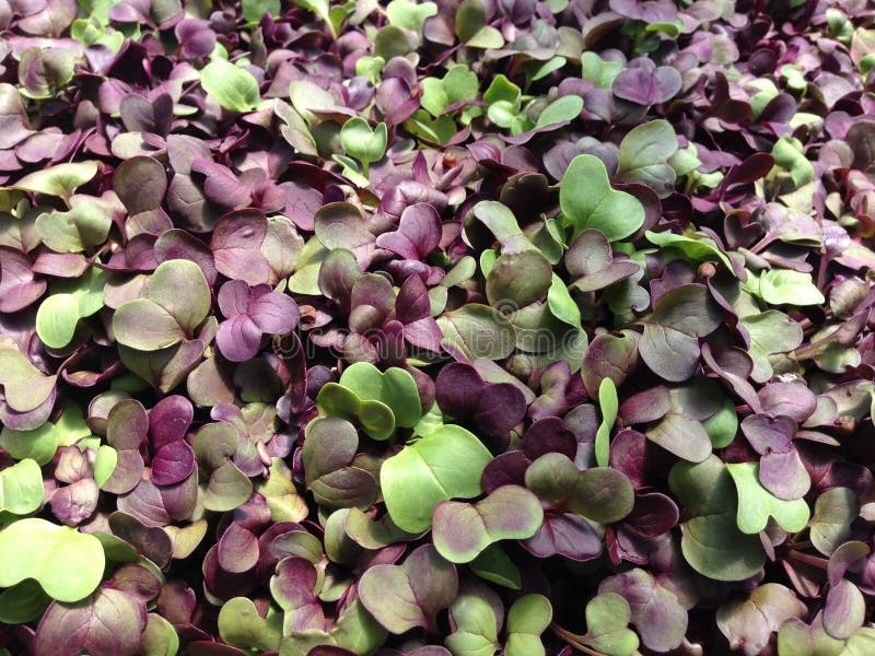 Rabanete Roxo Microgreens De Rambo Foto de Stock - Imagem de folha ...