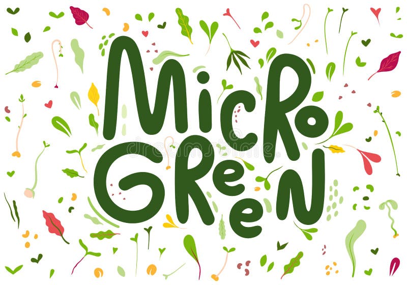 Microgreens or Baby Greens , Lettering, Logo,illustration Objects Stock ...