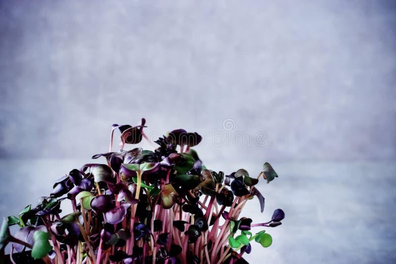 Microgreens Close-up on Gray Background. Superfood Stock Image - Image ...