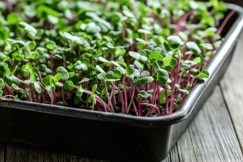 Microgreens Cultivation in Black Tray on Rustic Wooden Table Stock ...