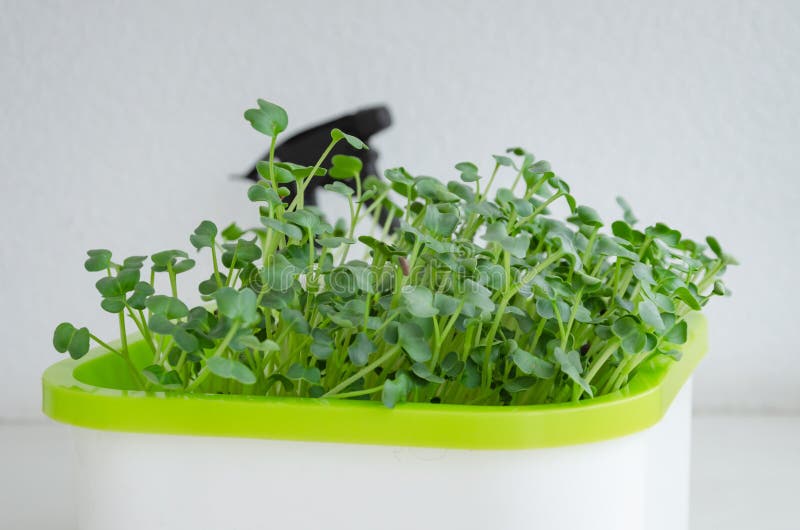 Microgreens from Daikon Seeds for Lettuce Grown Stock Photo - Image of ...