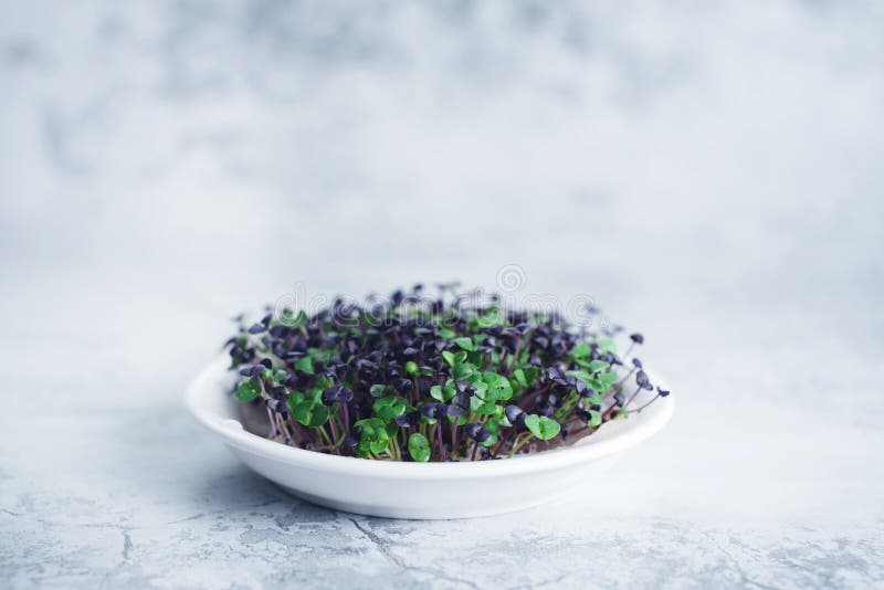 Microgreens of Different Varieties of Basil. Concept Healthy Micro ...