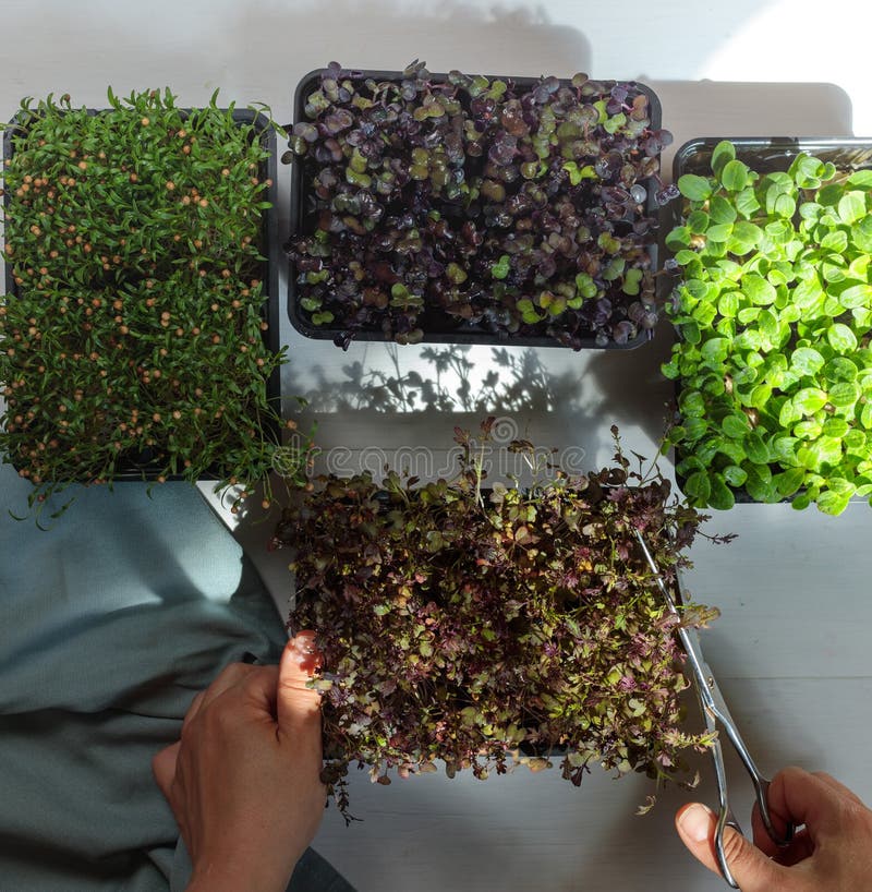 Microgreens of Different Varieties in Containers. Hands with Scissors ...