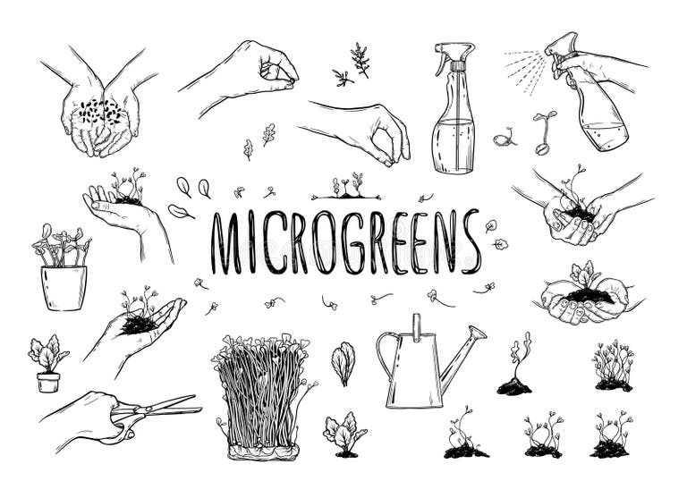 Microgreens, Graphic Image of Human Hands with Microgreen. Stock ...