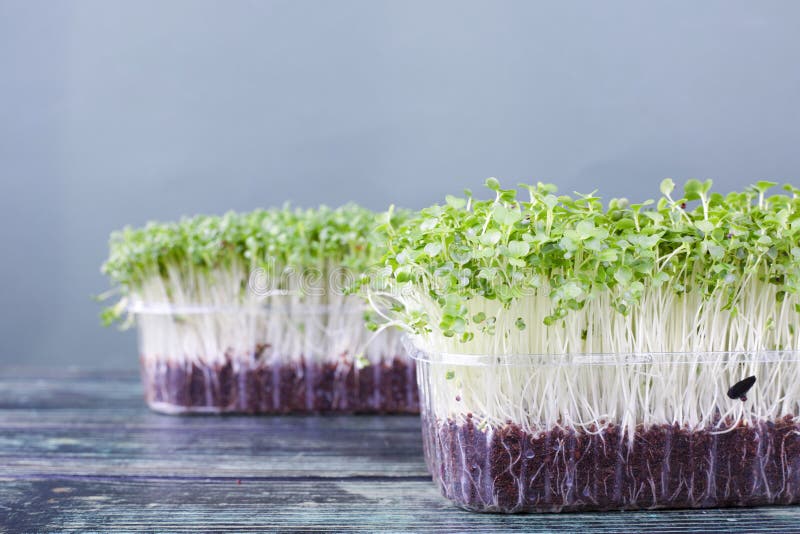 Microgreens Growing Background with Microgreen. Stock Image - Image of ...