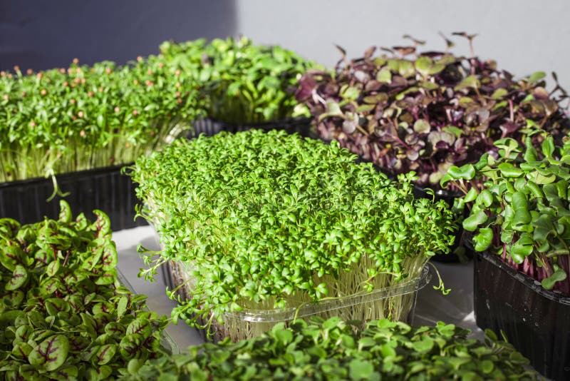 Microgreens Growing Background with Microgreen. Stock Image - Image of ...