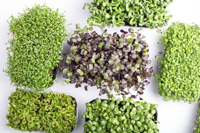 Microgreens Growing Background with Microgreen. Stock Image - Image of ...