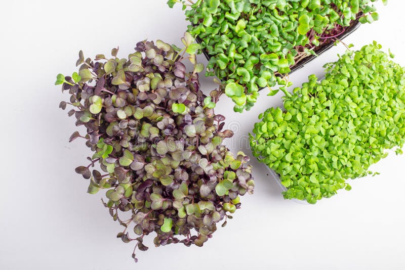 Microgreens Growing Background with Microgreen. Stock Photo - Image of ...