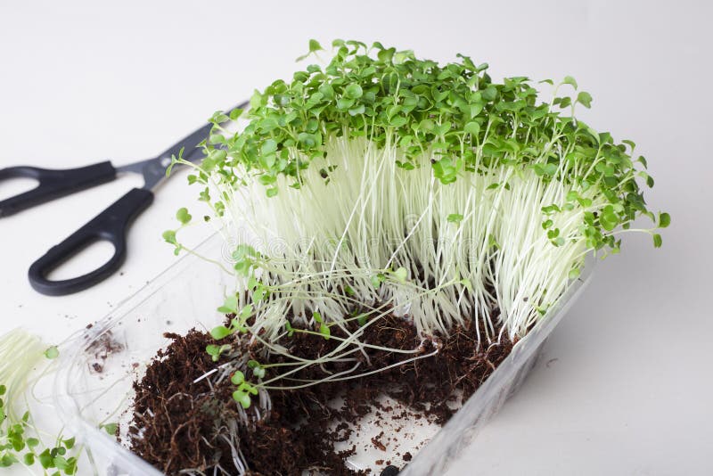 Microgreens Growing Background with Microgreen. Stock Image - Image of ...