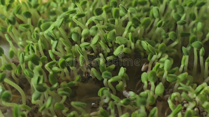 Microgreens. Growing Chia at Home. . Step-by-Step Instructions. Stock ...