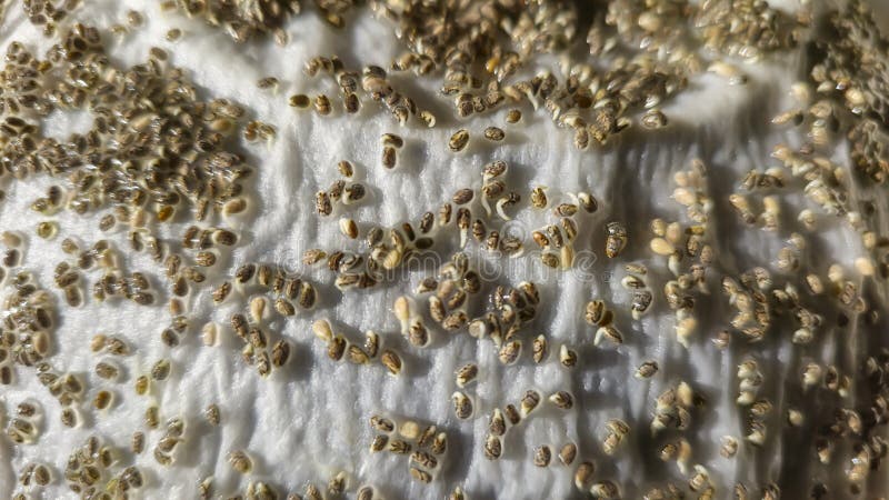 Microgreens. Growing Chia at Home. . Step-by-Step Instructions. Stock ...