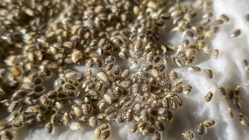 Microgreens. Growing Chia at Home. . Step-by-Step Instructions. Stock ...