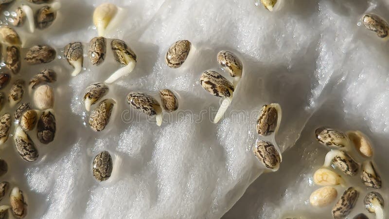 Microgreens. Growing Chia at Home. . Step-by-Step Instructions. Stock ...