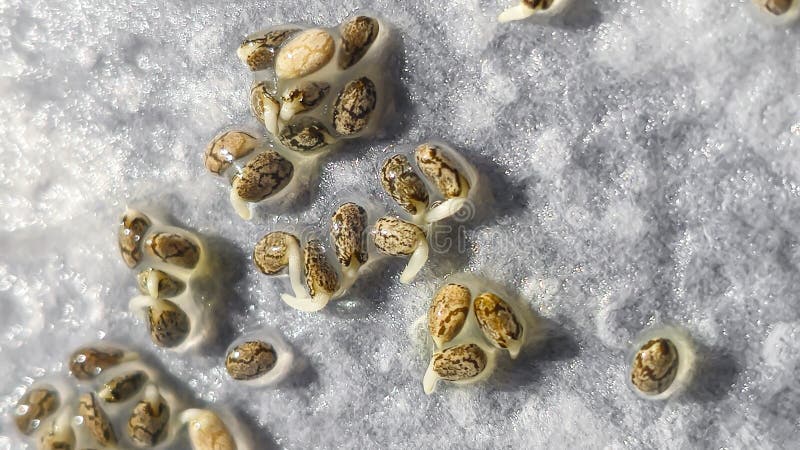 Microgreens. Growing Chia at Home. . Step-by-Step Instructions. Stock ...