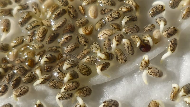 Microgreens. Growing Chia at Home. . Step-by-Step Instructions. Stock ...