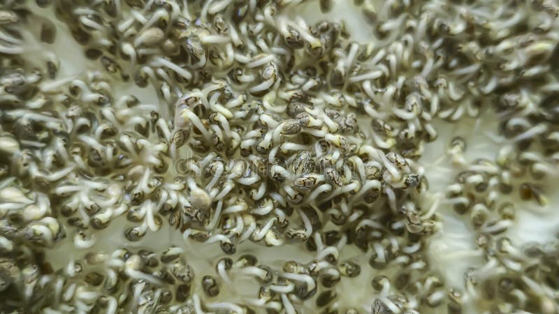 Microgreens. Growing Chia at Home. . Step-by-Step Instructions. Stock ...