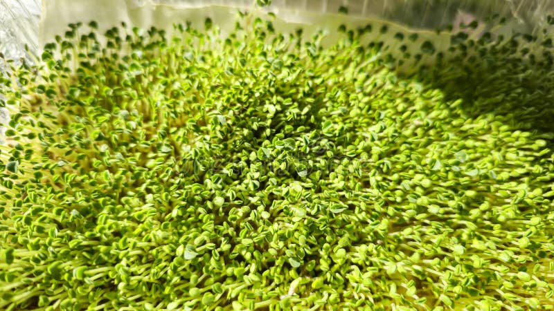 Microgreens. Growing Chia at Home. . Step-by-Step Instructions. Stock ...