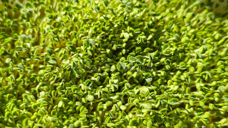 Microgreens. Growing Chia at Home. . Step-by-Step Instructions. Stock ...