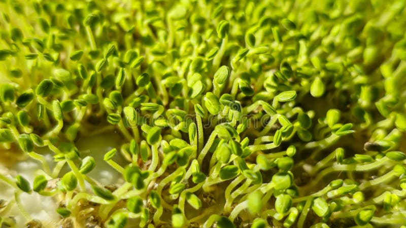 Microgreens. Growing Chia at Home. . Step-by-Step Instructions. Stock ...