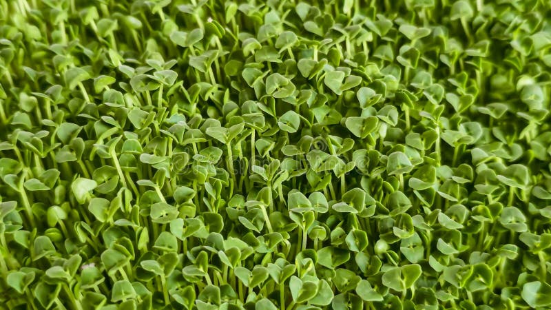 Microgreens. Growing Chia at Home. Step-by-step Instructions. Stock ...