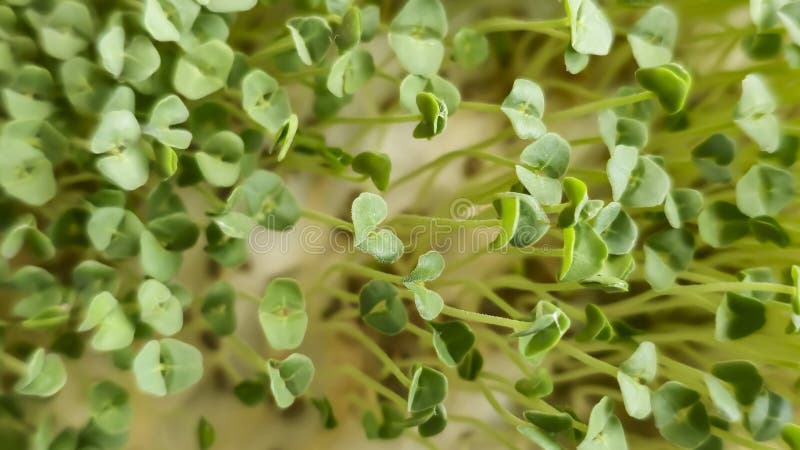 Microgreens. Growing Chia at Home. Step-by-step Instructions. Stock ...