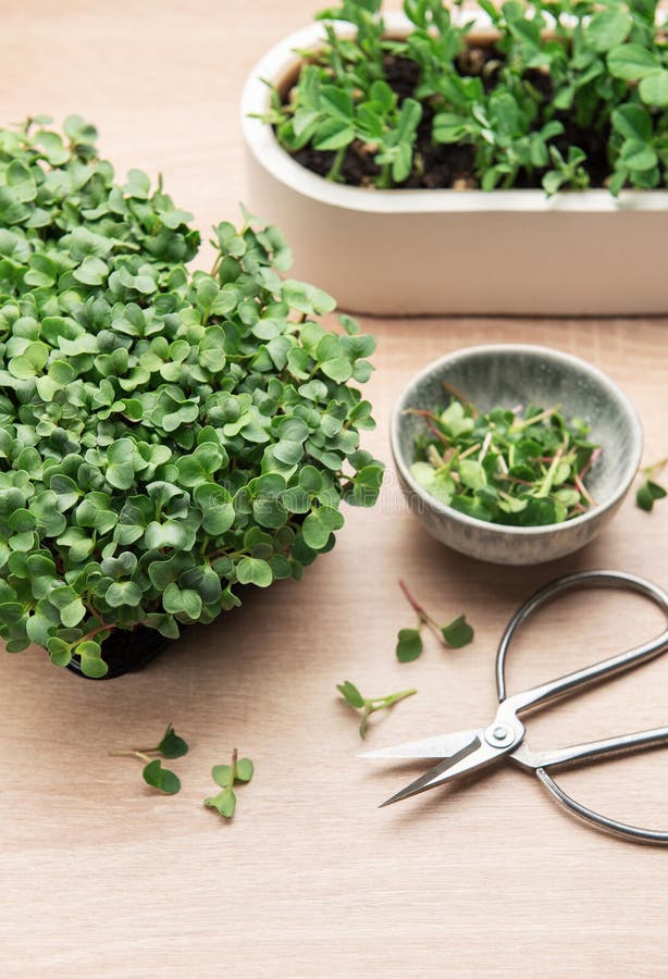 Microgreens Growing in a Container are Being Harvested with Scissors ...